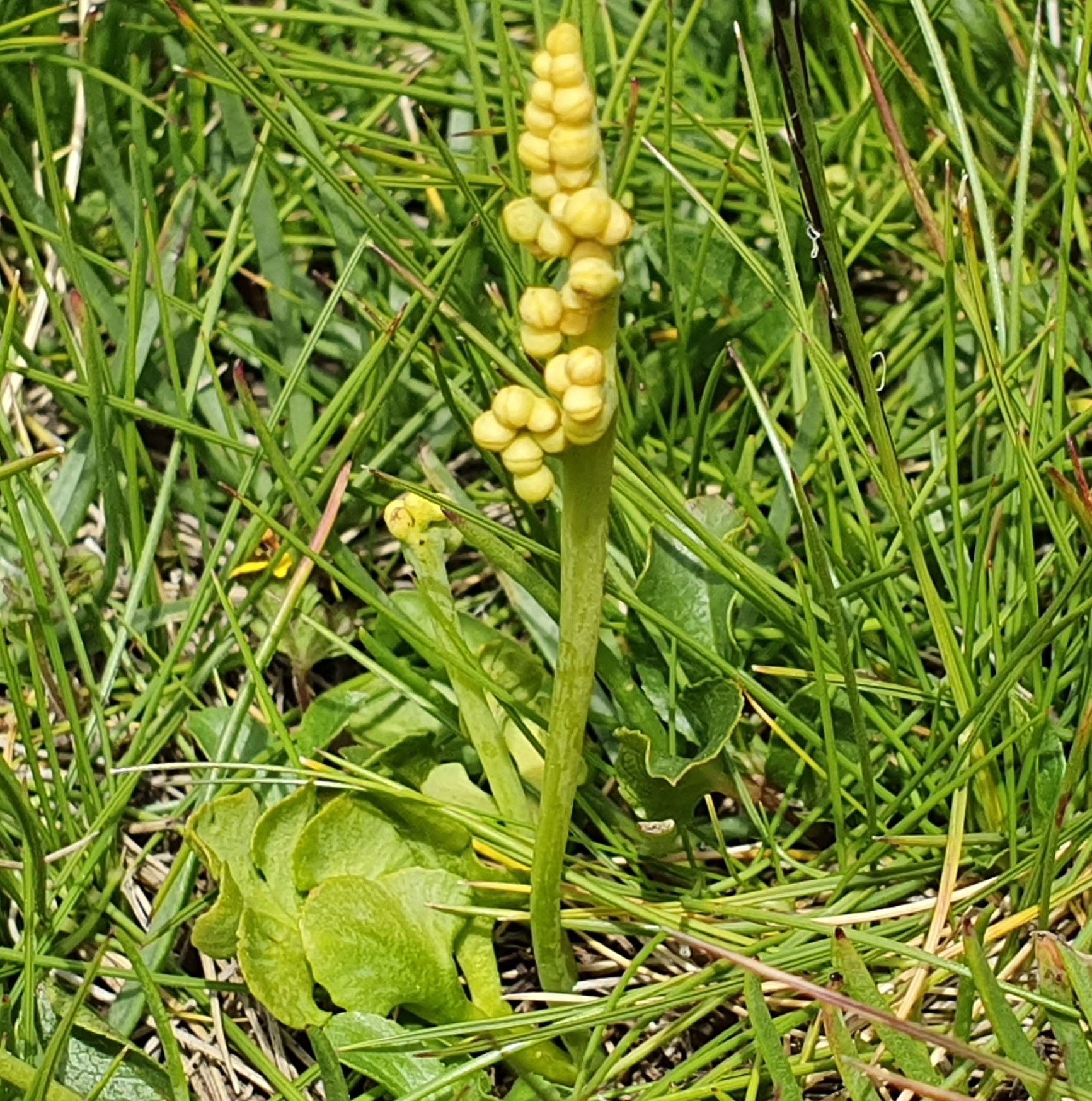 Botrychium simplex E. Hitchc., une nouvelle fougère pour les Alpes ...