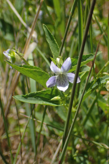 Découverte d’une nouvelle station audoise de Viola lactea Sm. sur le ...