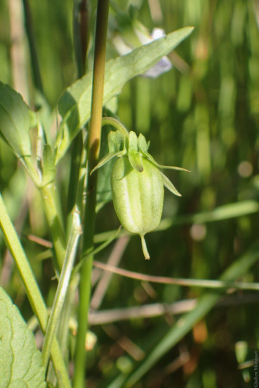 Découverte d’une nouvelle station audoise de Viola lactea Sm. sur le ...