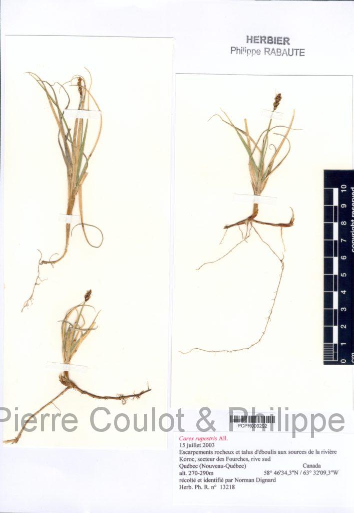 Carex rupestris All. – Société botanique d'occitanie