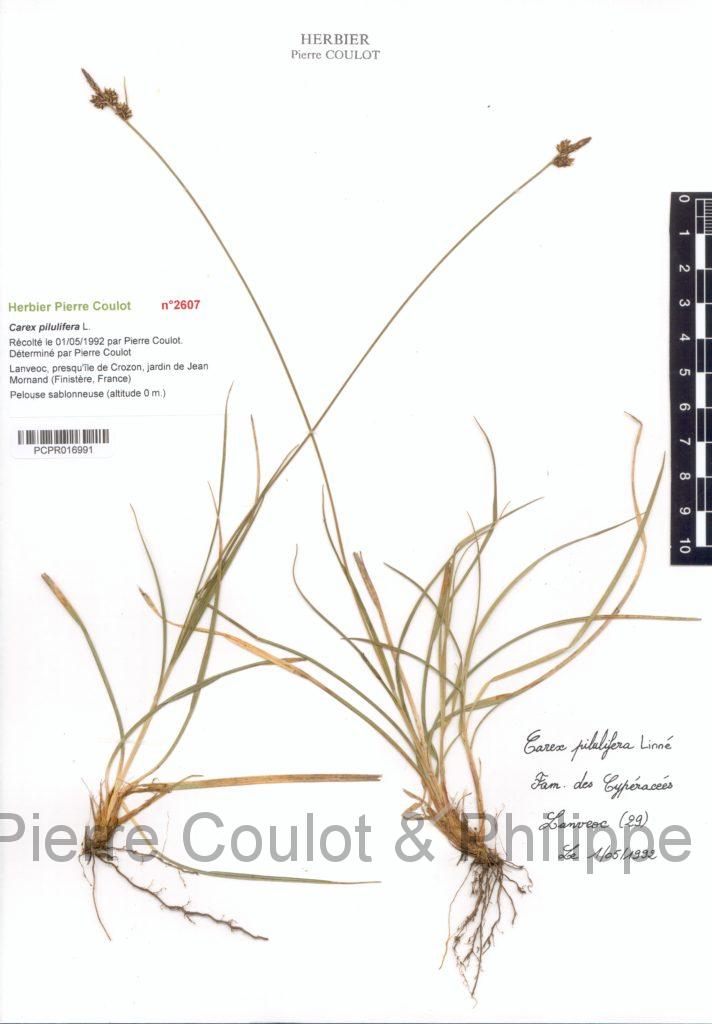 Carex pilulifera L. – Société botanique d'occitanie