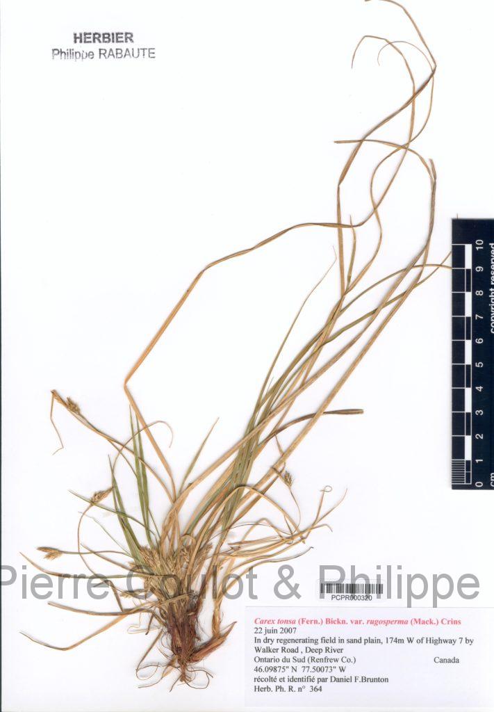 Carex tonsa E.P.Bicknell var. rugosperma (Mack.) Crins – Société ...