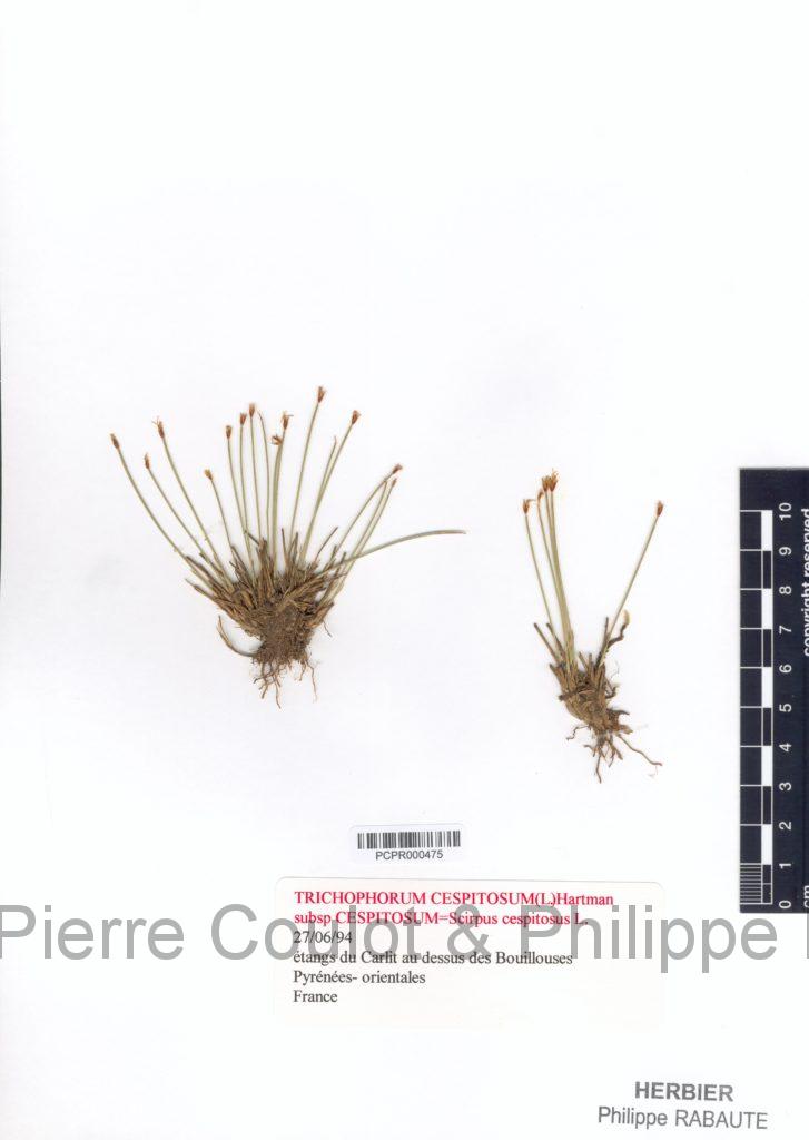 Trichophorum cespitosum (L.) Hartm. subsp. cespitosum – Société ...