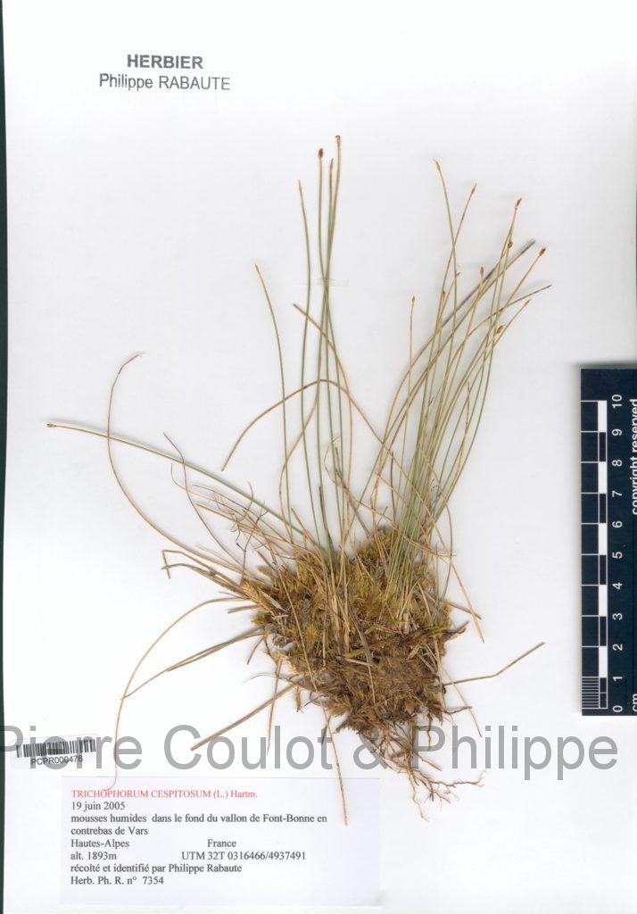Trichophorum cespitosum (L.) Hartm. subsp. cespitosum – Société ...
