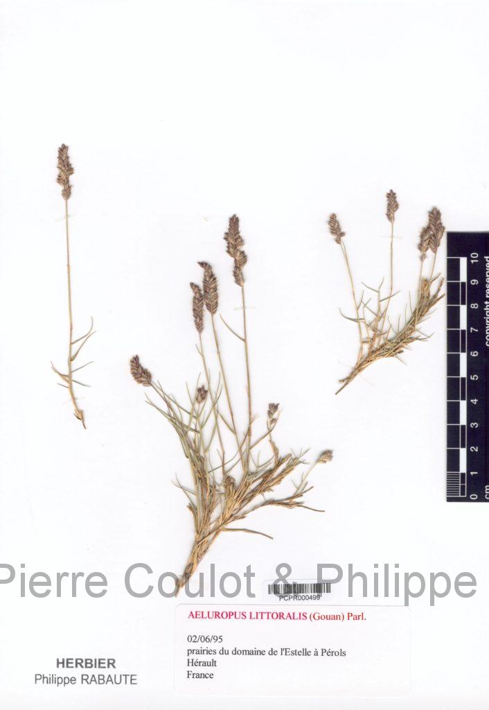 Aeluropus littoralis (Gouan) Parl. – Société botanique d'occitanie