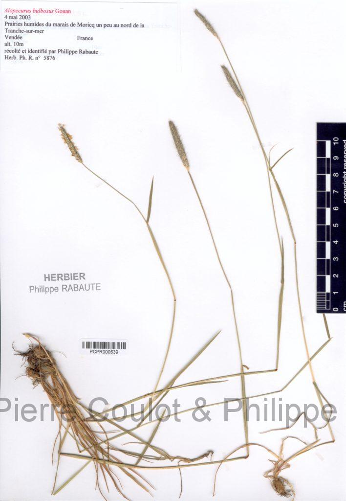 Alopecurus bulbosus Gouan subsp. bulbosus – Société botanique d'occitanie