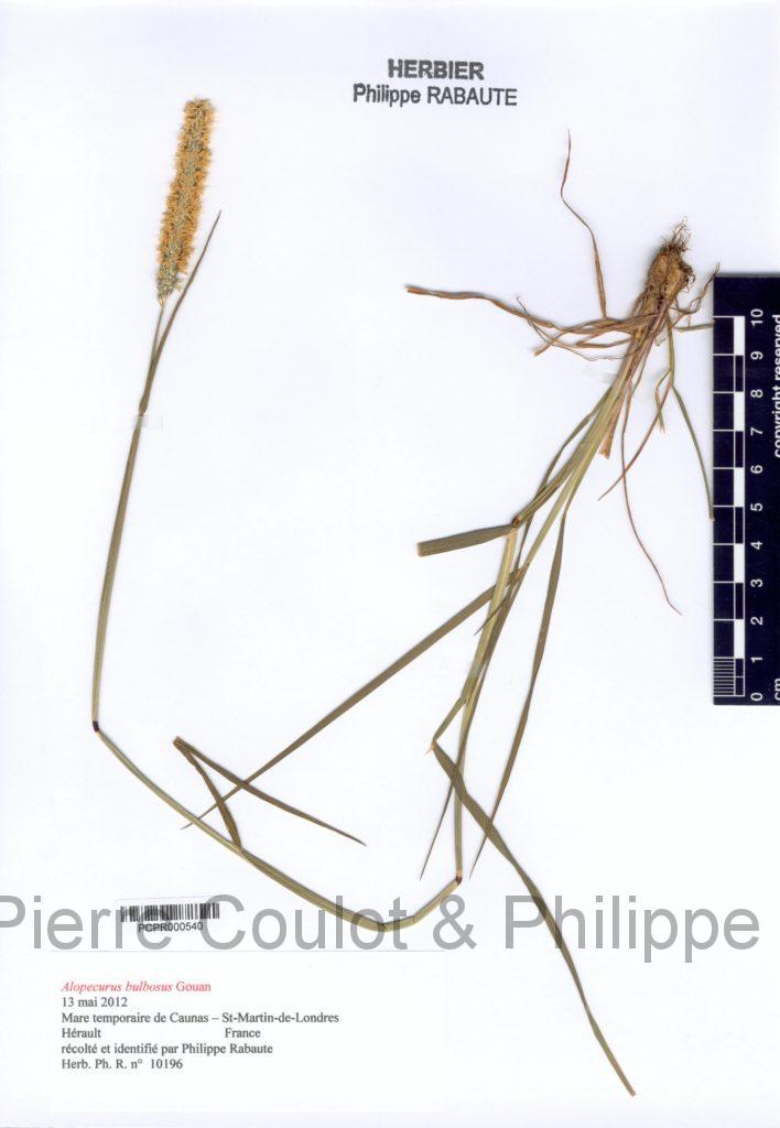 Alopecurus bulbosus Gouan subsp. bulbosus – Société botanique d'occitanie