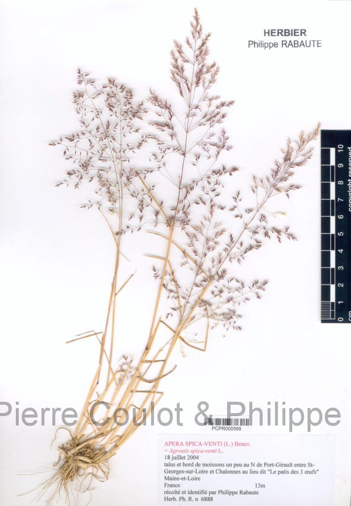 Apera spica-venti (L.) P.Beauv. subsp. spica-venti – Société botanique ...
