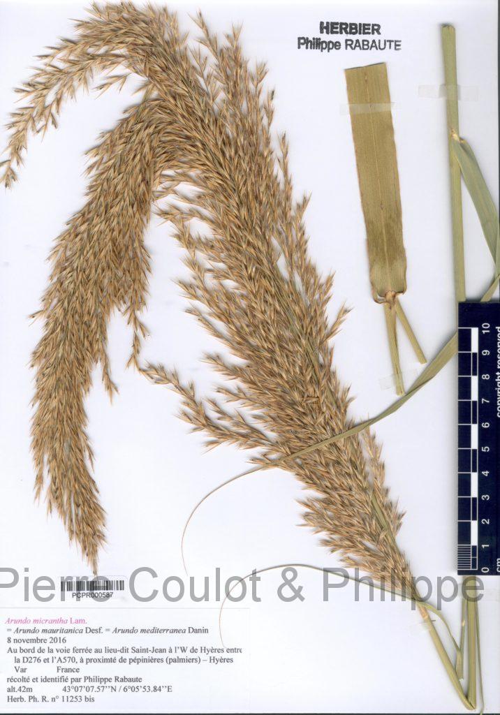 Arundo micrantha Lam. – Société botanique d'occitanie