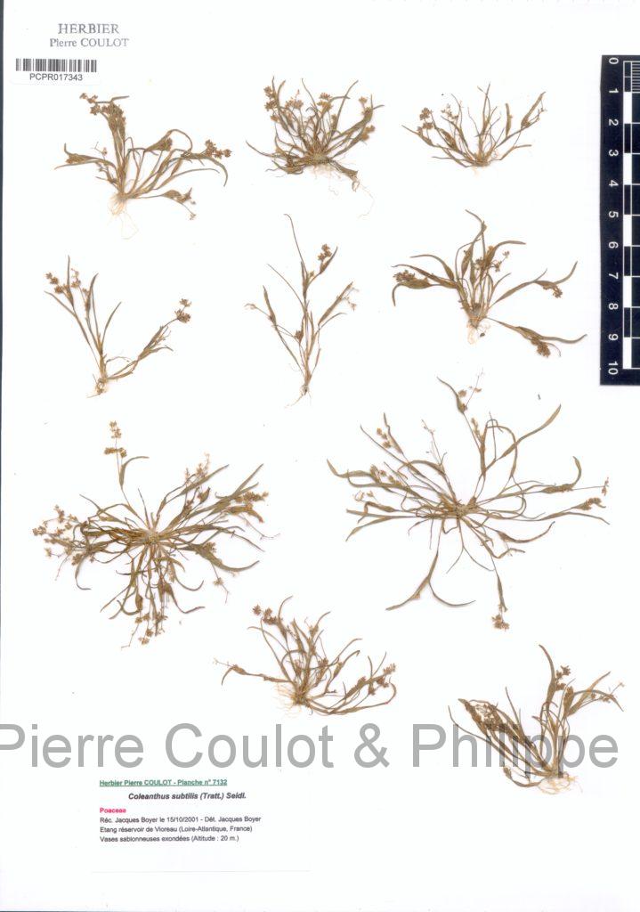 Coleanthus subtilis (Tratt.) Seidel ex Roem. & Schult. – Société ...