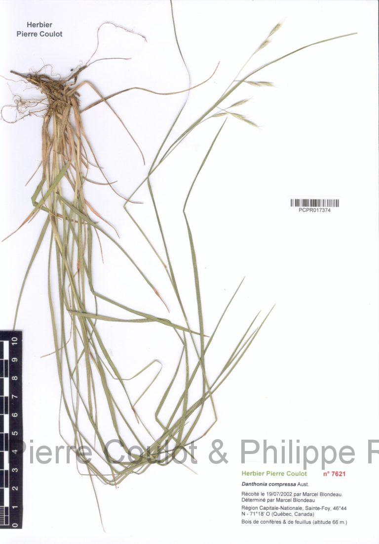 Danthonia compressa Austin – Société botanique d'occitanie