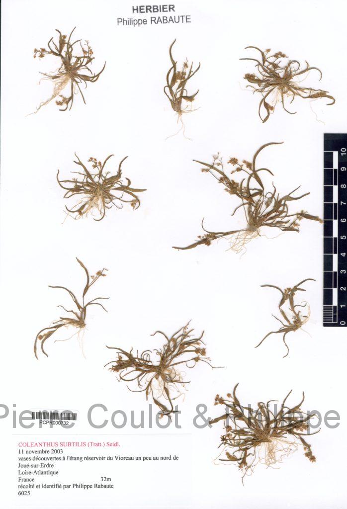Coleanthus subtilis (Tratt.) Seidel ex Roem. & Schult. – Société ...