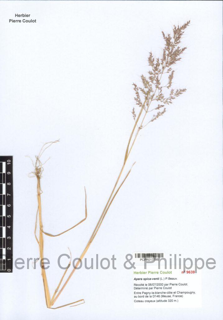 Apera spica-venti (L.) P.Beauv. subsp. spica-venti – Société botanique ...