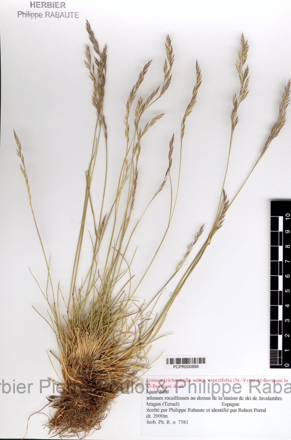 Festuca trichophylla (Gaudin) K.Richt. subsp. asperifolia (St-Yves) Al ...