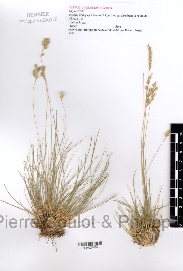 Festuca valesiaca Gaudin – Société botanique d'occitanie