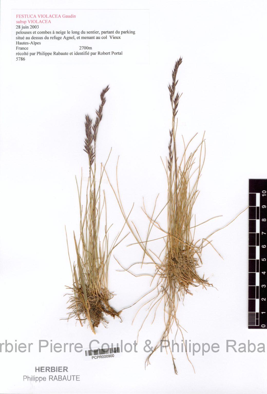 Festuca violacea Gaudin subsp. violacea – Société botanique d'occitanie