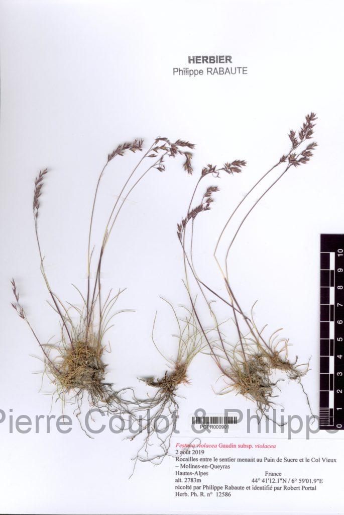 Festuca violacea Gaudin subsp. violacea – Société botanique d'occitanie