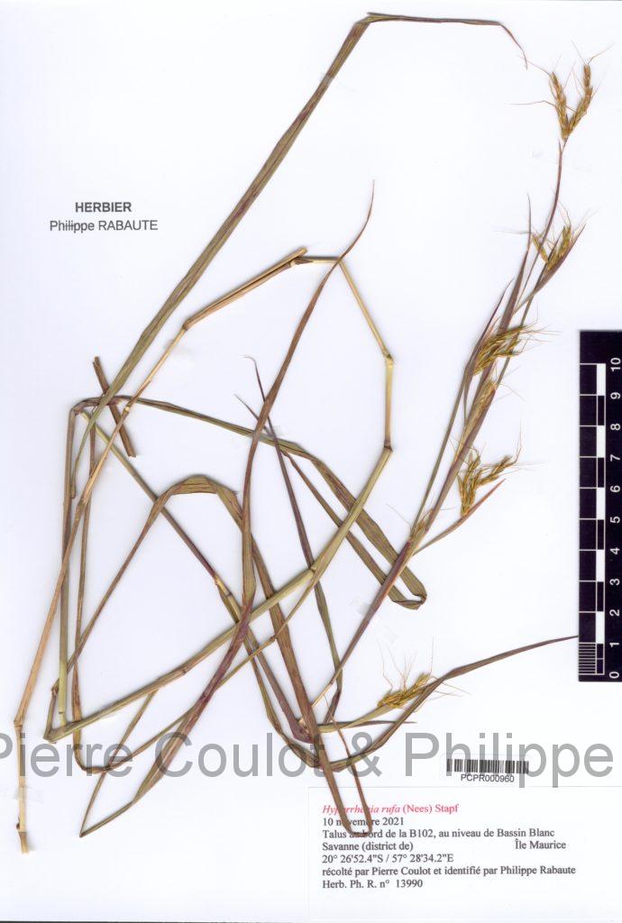 Hyparrhenia rufa (Nees) Stapf – Société botanique d'occitanie