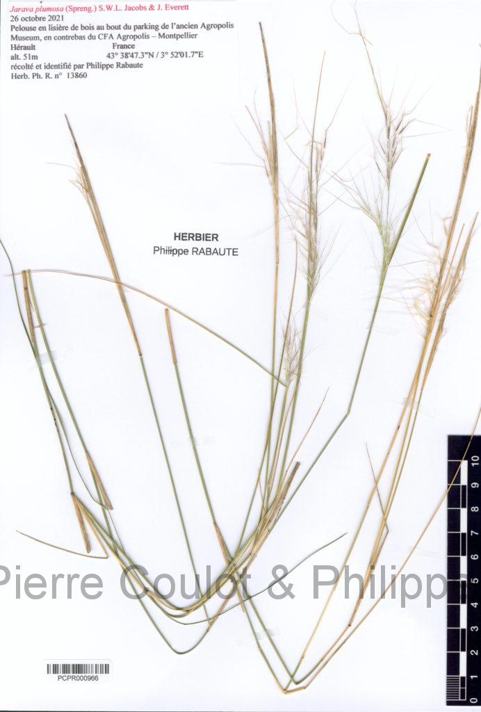 Jarava plumosa (Spreng.) S.W.L.Jacobs & J.Everett – Société botanique d ...