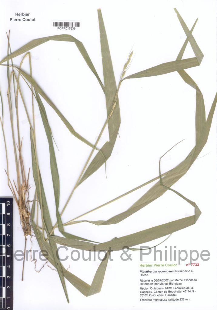 Patis racemosa (Sm.) Romasch., P.M.Peterson & Soreng – Société ...