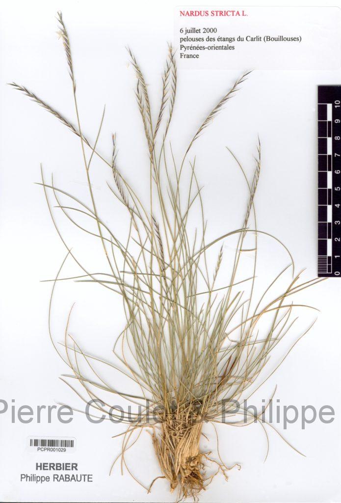 Nardus stricta L. – Société botanique d'occitanie