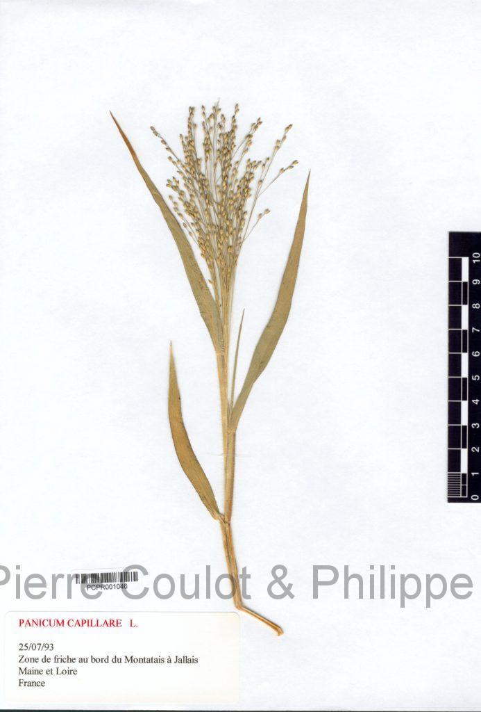 Panicum capillare L. – Société botanique d'occitanie