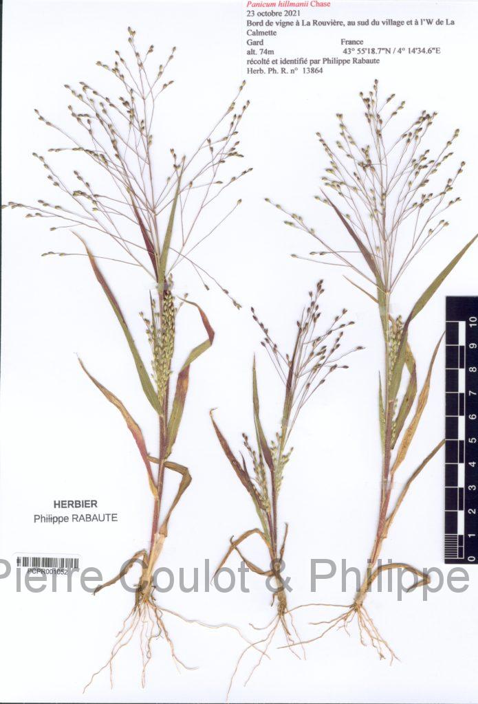 Panicum hillmanii Chase – Société botanique d'occitanie