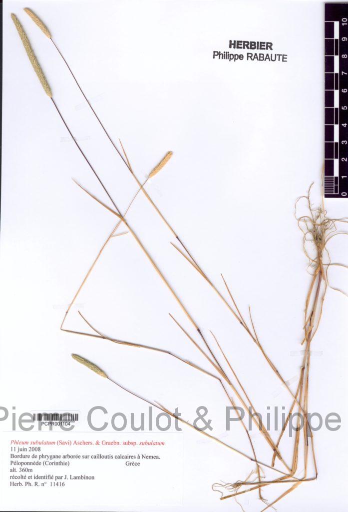 Phleum subulatum (Savi) Asch. & Graebn. subsp. subulatum – Société ...
