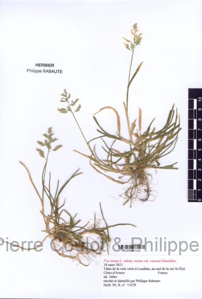 Poa annua L. subsp. annua L. var. reptans Hausskn. – Société botanique ...