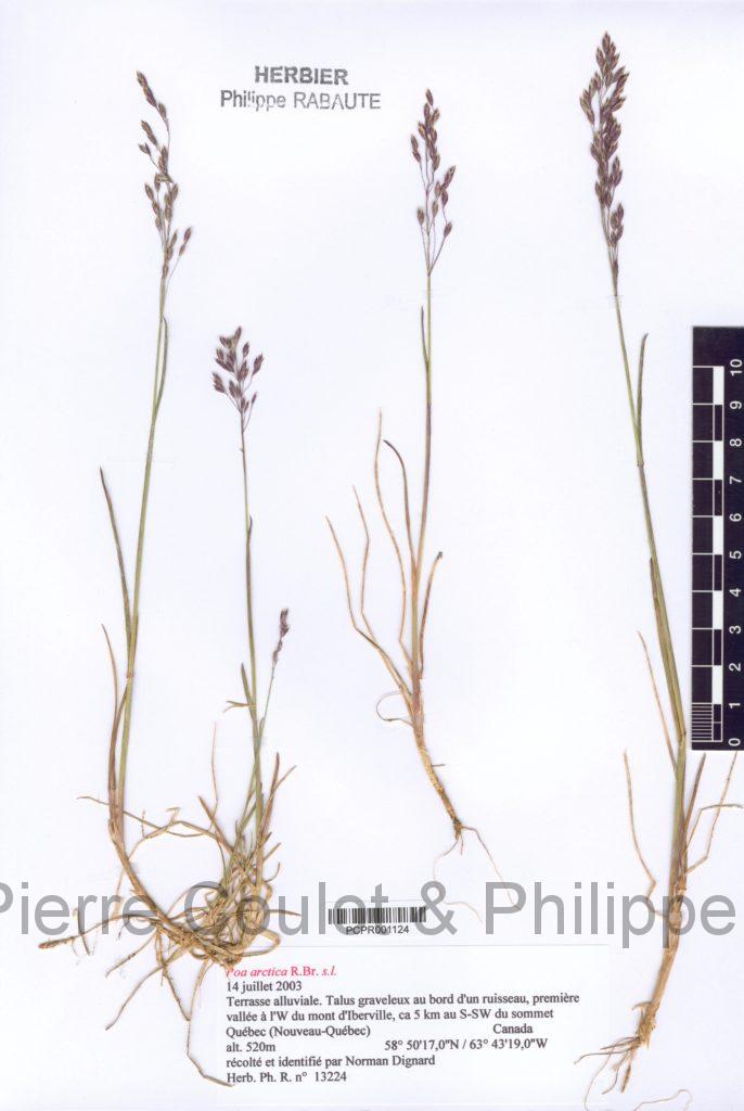 Poa arctica (L.) R.Br. subsp. sensu lato - Société botanique d'occitanie