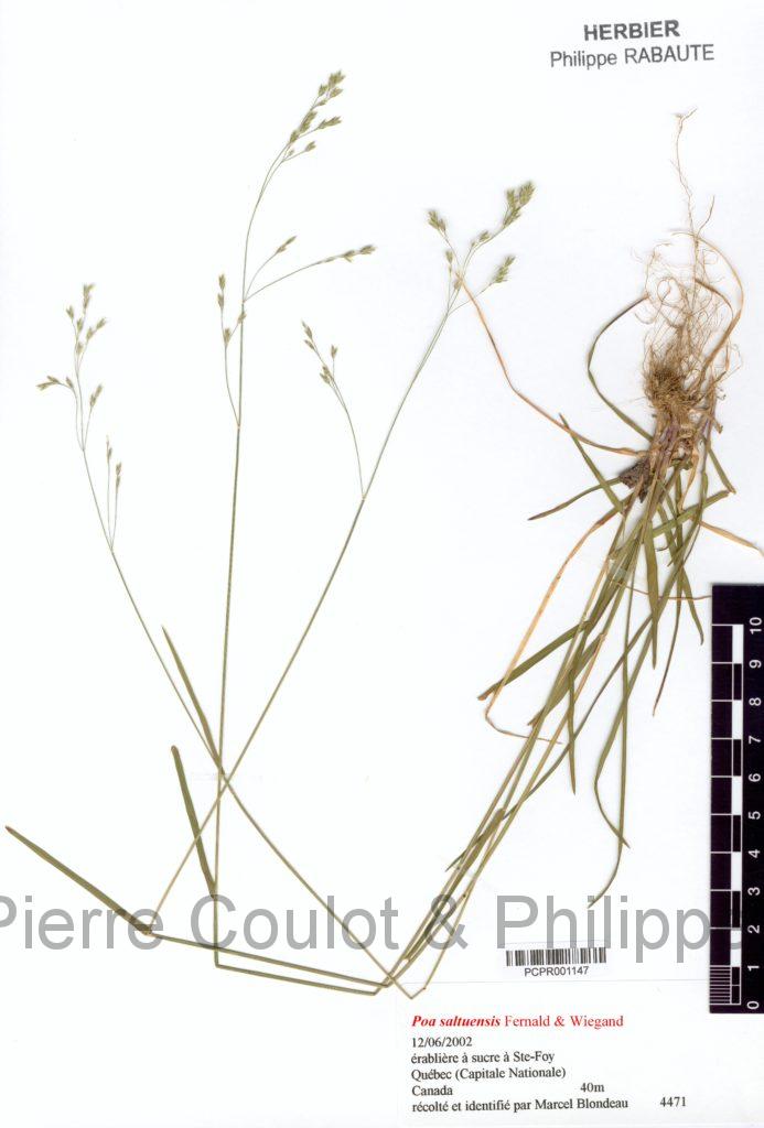 Poa saltuensis Fernald & Wiegand – Société botanique d'occitanie