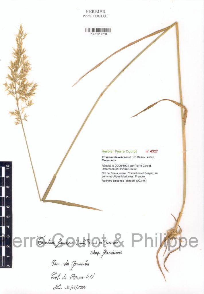 Trisetum flavescens (L.) P.Beauv. subsp. flavescens – Société botanique ...