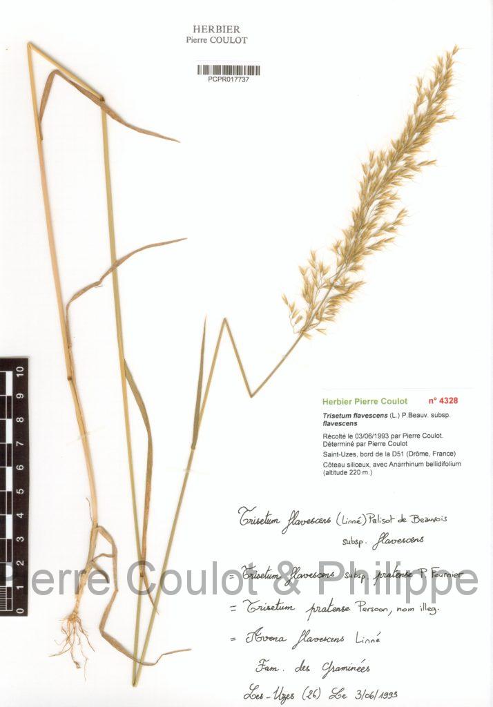 Trisetum flavescens (L.) P.Beauv. subsp. flavescens – Société botanique ...