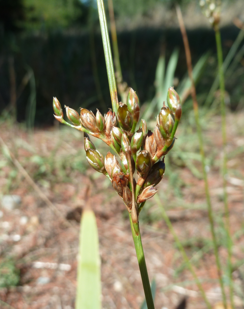 Juncus imbricatus Laharpe (Juncaceae), une nouvelle espèce exogène pour ...