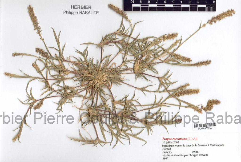 Tragus racemosus (L.) All. – Société botanique d'occitanie