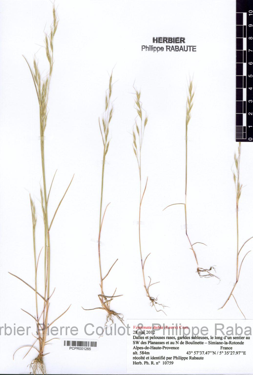 Ventenata dubia (Leers) Coss. & Durieu – Société botanique d'occitanie