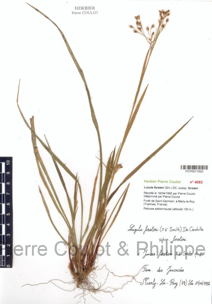 Luzula forsteri (Sm.) DC. subsp. forsteri – Société botanique d'occitanie