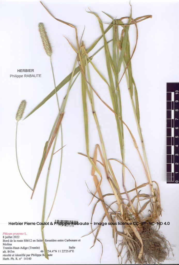 Phleum pratense L. – Société botanique d'occitanie