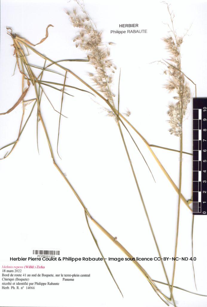 Melinis repens (Willd.) Zizka – Société botanique d'occitanie