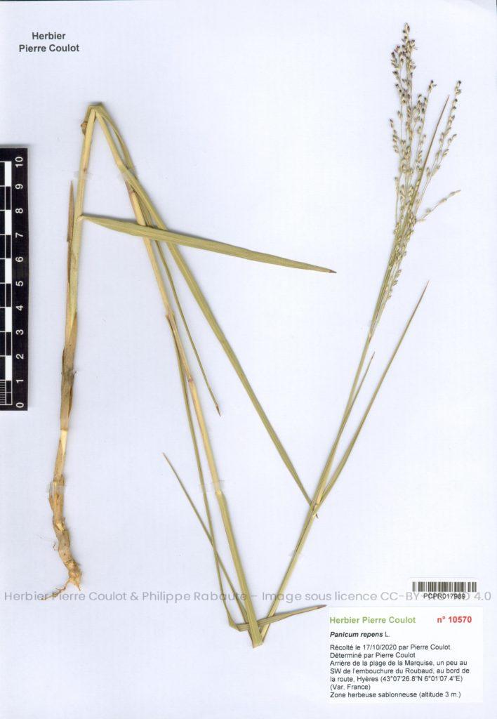 Panicum repens L. – Société botanique d'occitanie