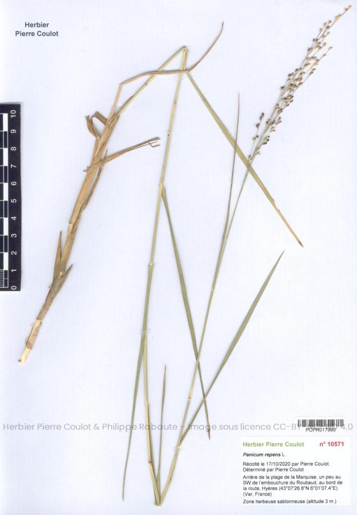 Panicum repens L. – Société botanique d'occitanie