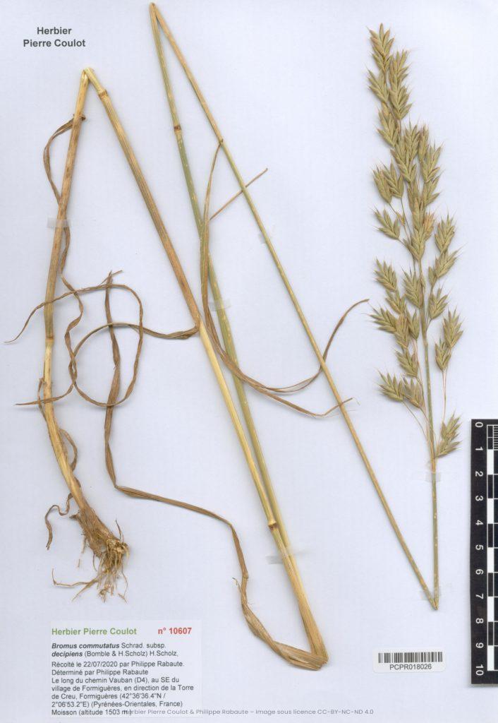 Bromus commutatus Schrad. subsp. decipiens (Bomble & H.Scholz) H.Scholz ...