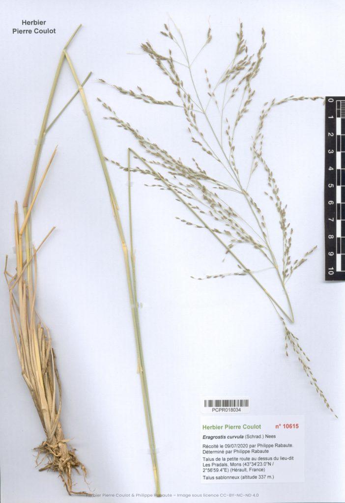 Eragrostis curvula (Schrad.) Nees – Société botanique d'occitanie