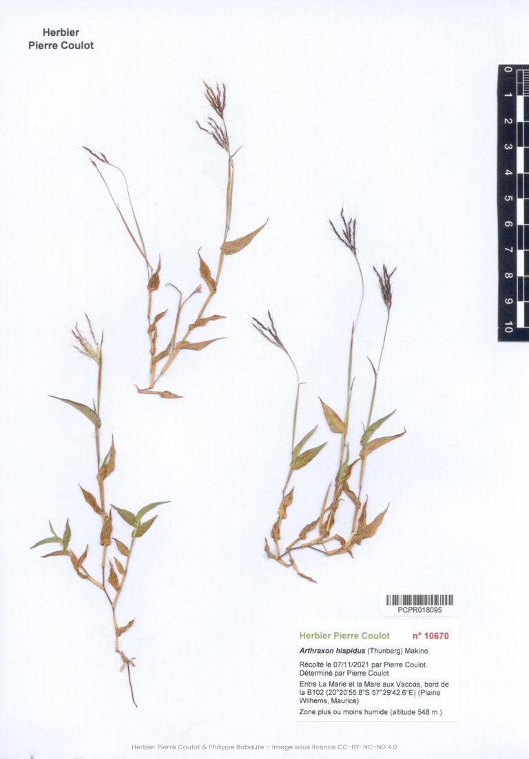 Arthraxon hispidus (Thunberg) Makino – Société botanique d'occitanie