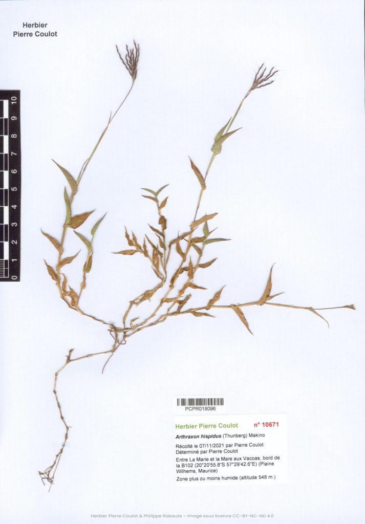 Arthraxon hispidus (Thunberg) Makino – Société botanique d'occitanie