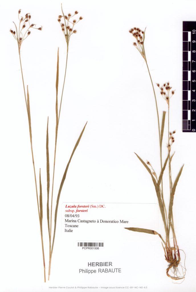 Luzula forsteri (Sm.) DC. subsp. forsteri – Société botanique d'occitanie