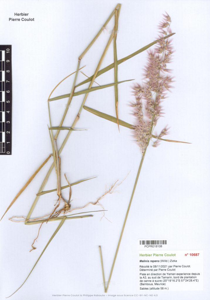 Melinis repens (Willd.) Zizka – Société botanique d'occitanie