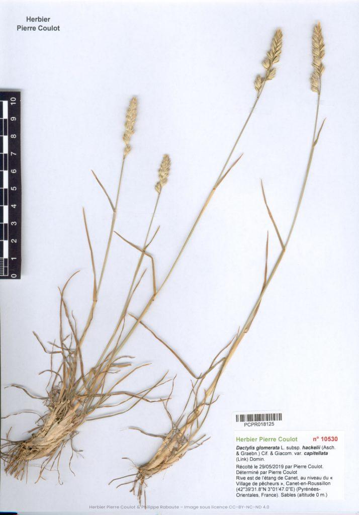 Dactylis glomerata L. subsp. hackelii (Asch. & Graebn.) Cif. & Giacom ...