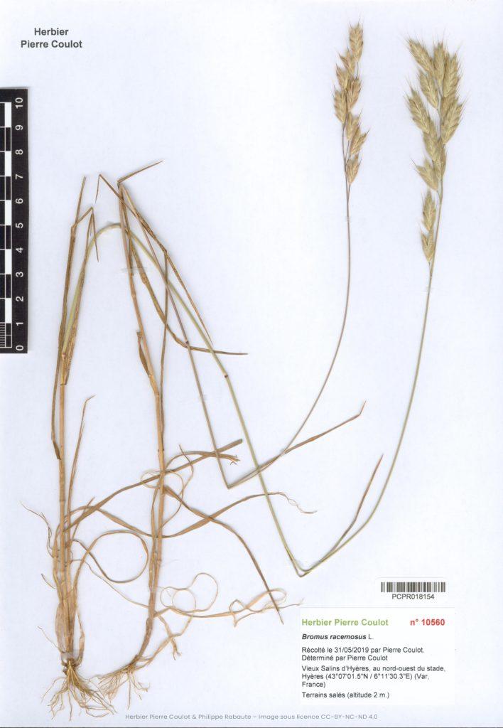Bromus racemosus L. – Société botanique d'occitanie