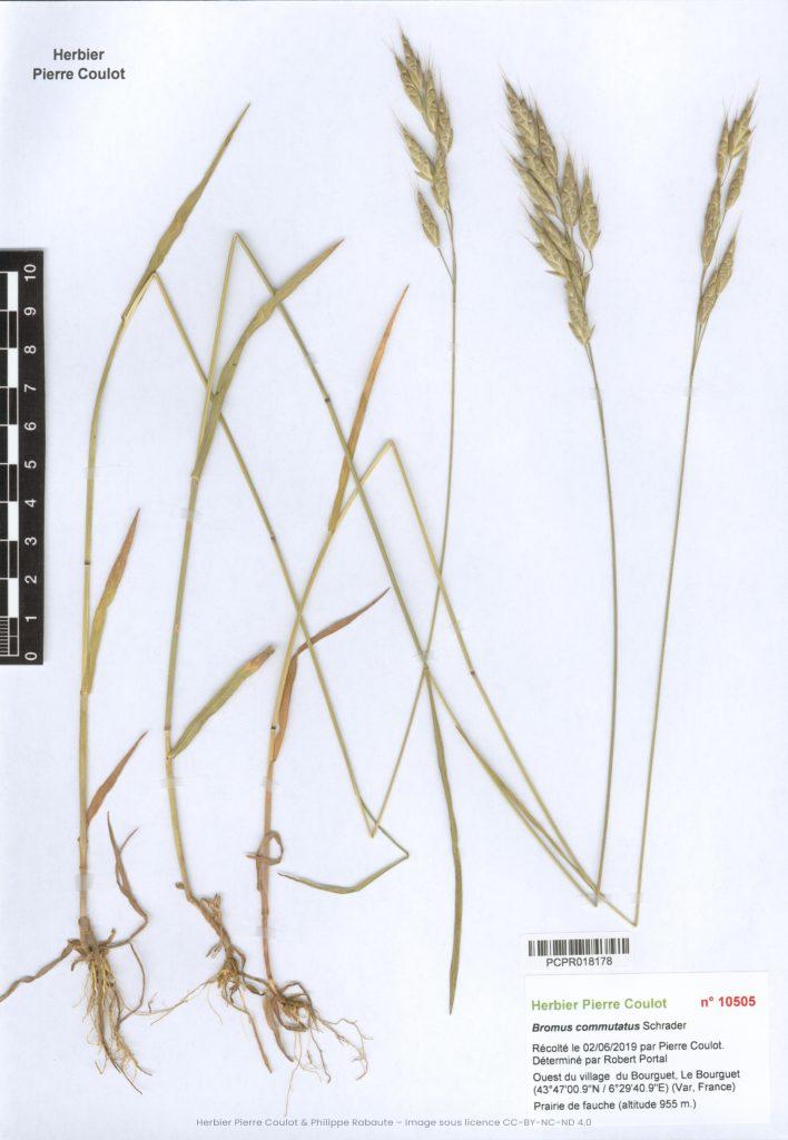Bromus commutatus Schrader subsp. commutatus – Société botanique d ...
